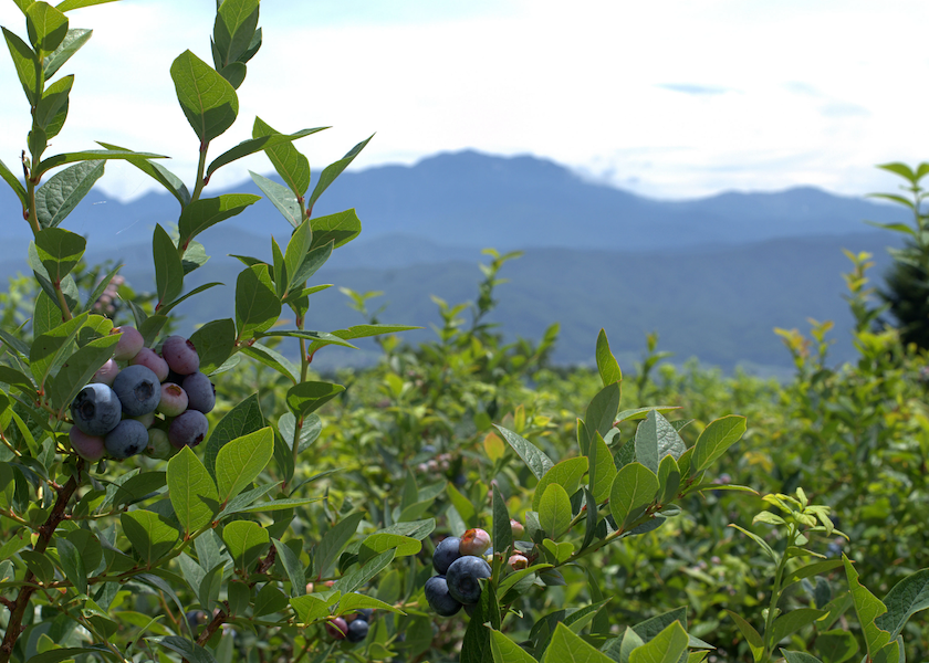 Berry People’s Peruvian blueberries available late summer, fall, winter ...